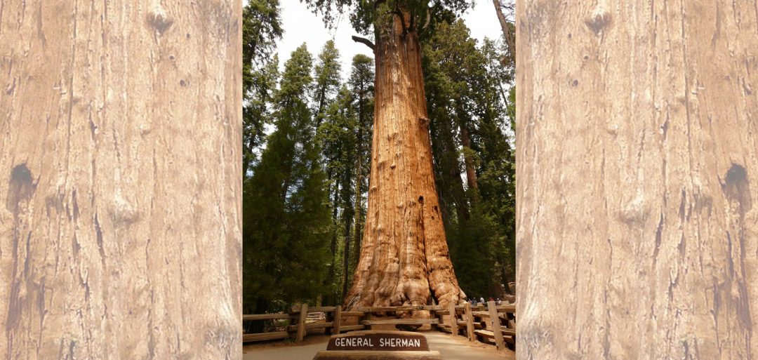 General-Sherman-Tree-fin_Web | Good Nature Travel Blog