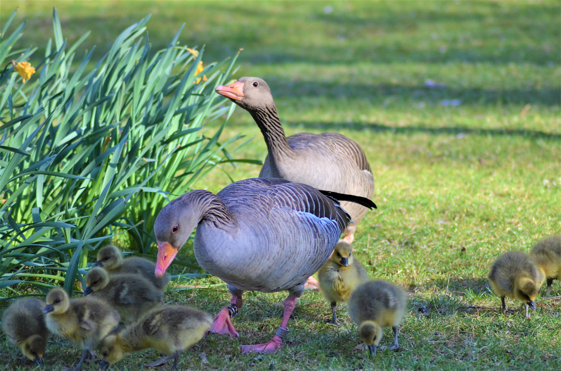 hamburg-grey-geese_Web | Good Nature Travel Blog