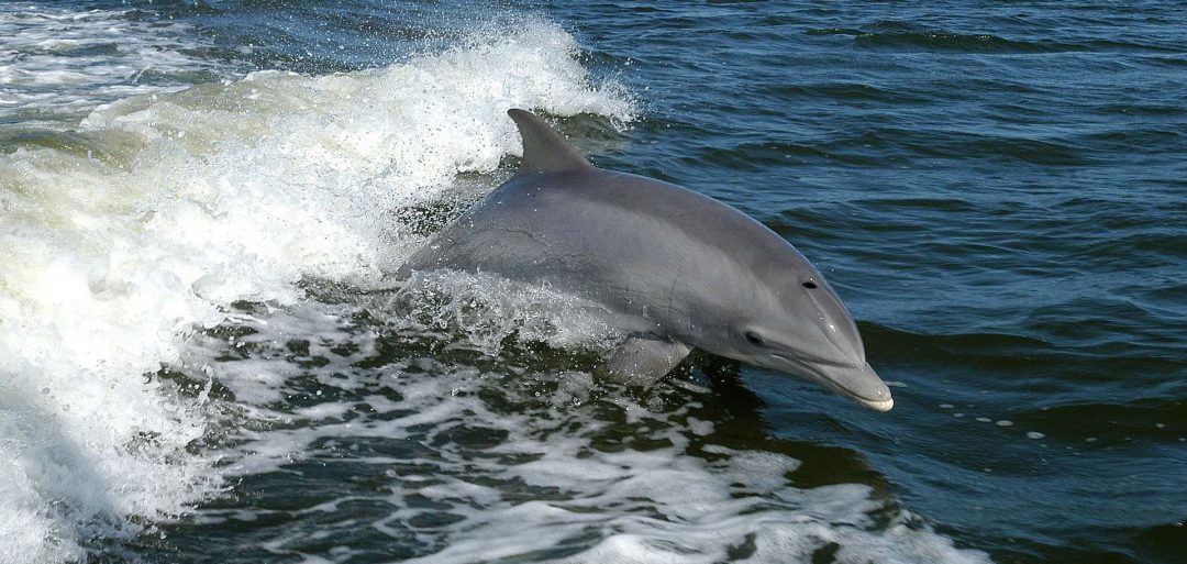 Bottlenose dolphin CROP_Web | Good Nature Travel Blog