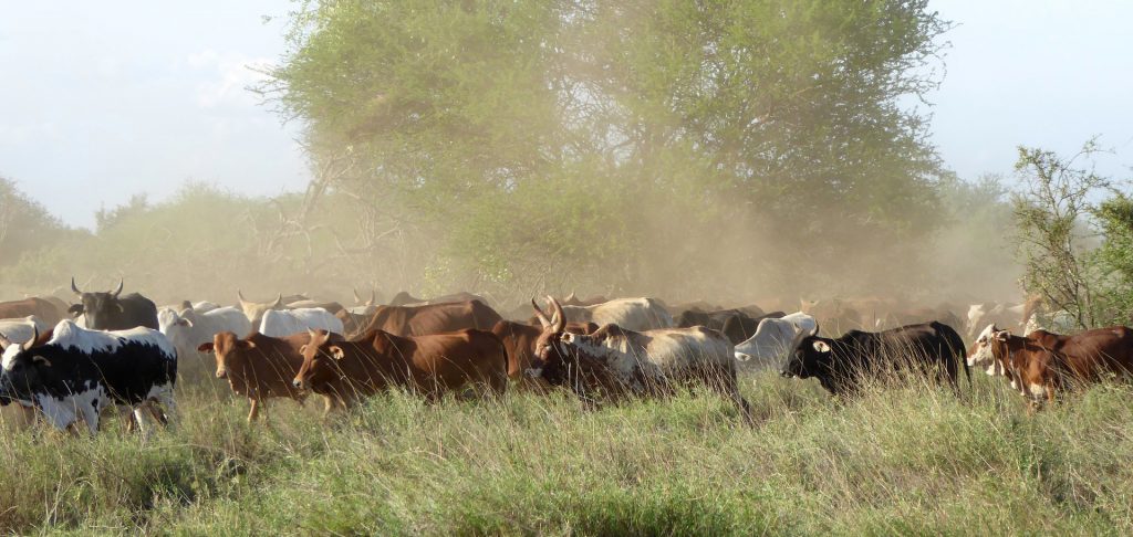 Kenya cattle_Regina Hart 2_flickr CROP_Web | Good Nature Travel Blog