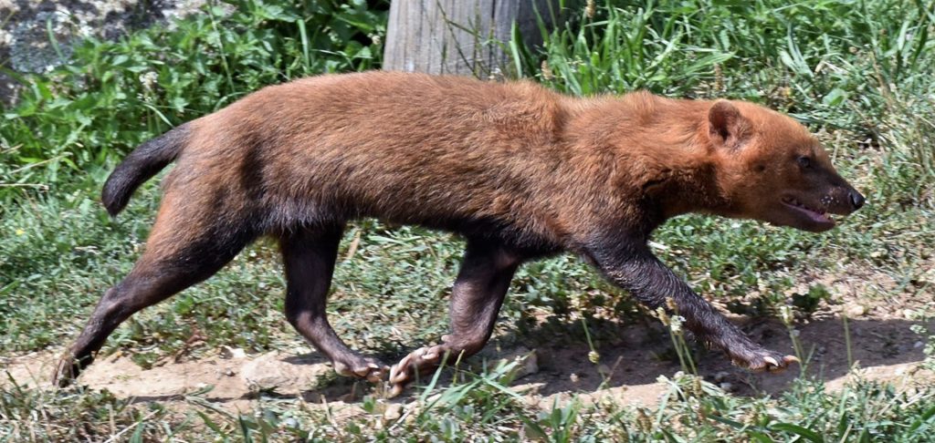 South-American-Bush-Dog_Vassil_Wikimedia-Commons-2-fin_Web | Good ...