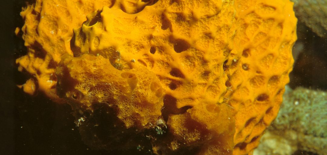 Sponge_-Dr.-Dwayne-Meadows_NOAA-CROP_Web | Good Nature Travel Blog