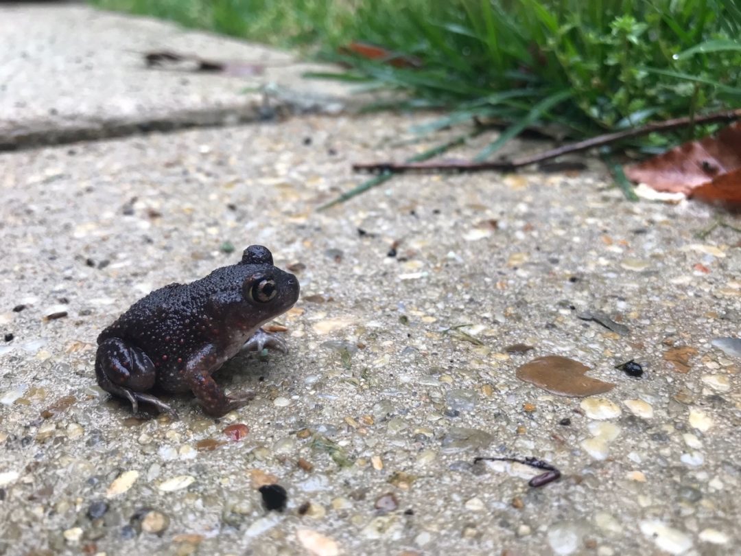 toad | Good Nature Travel Blog
