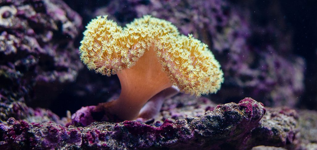 Great Barrier Reef Coral fin CROP_Web | Good Nature Travel Blog