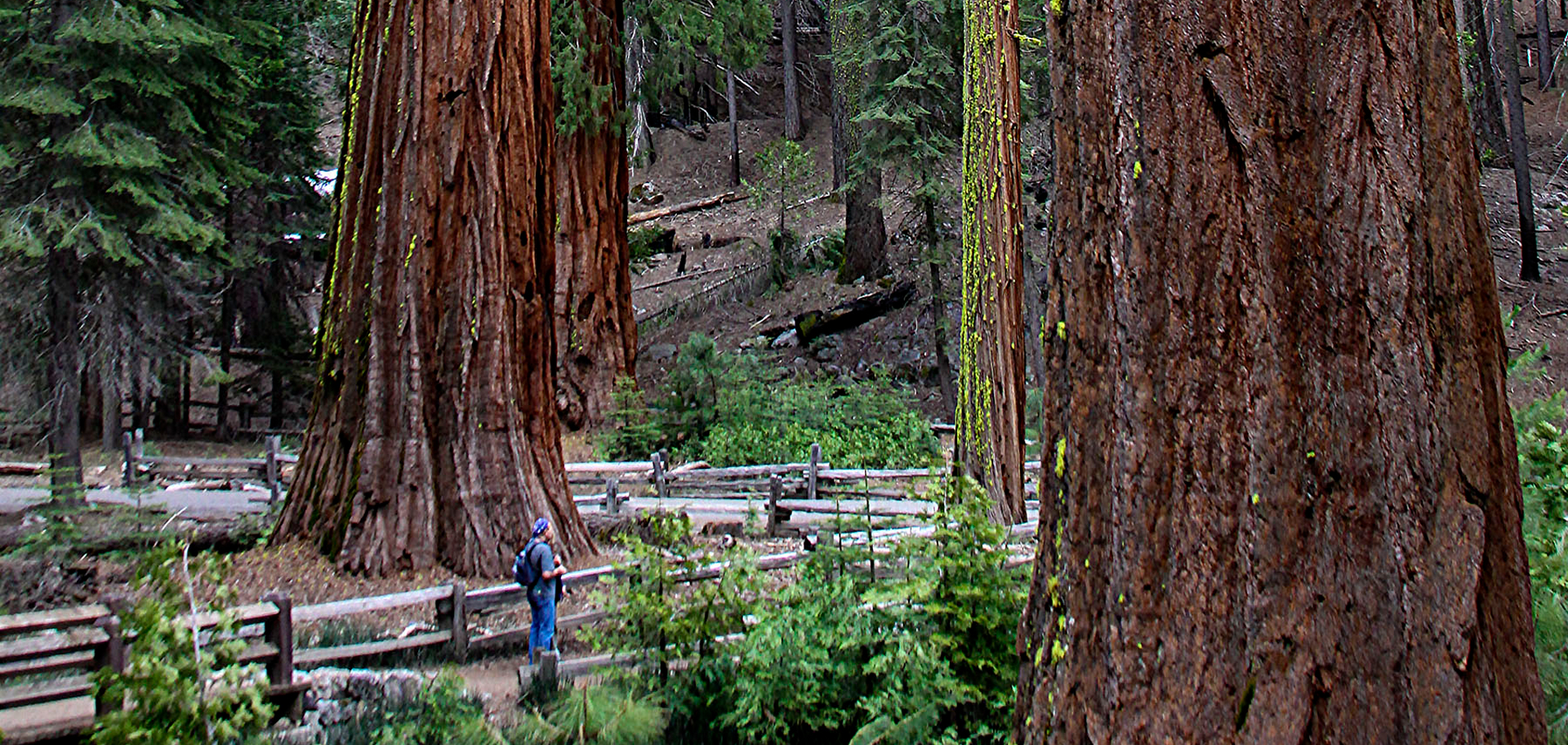 Studying the Structure of Giant Sequoias to Keep Us Safer