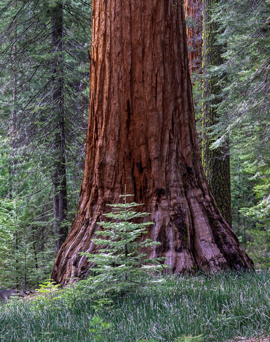 Studying the Structure of Giant Sequoias to Keep Us Safer