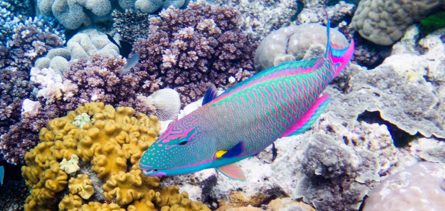 Parrotfish_Great-Barrier-Reef_Kenneth-Lu_flickr-CROP_Web | Good Nature ...