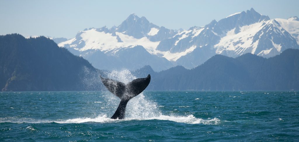 Alaska Whale_Court Whelan 1 CROP_Web | Good Nature Travel Blog