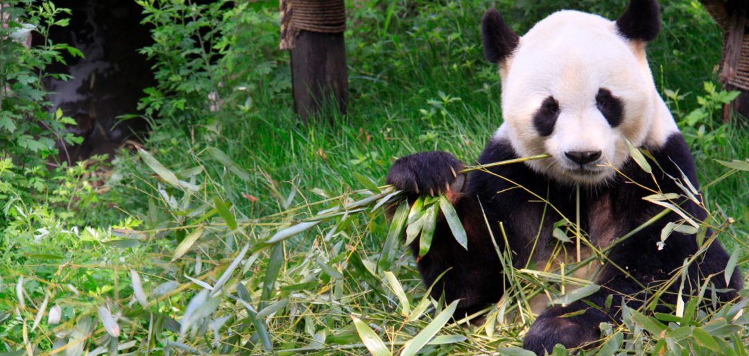 Panda_Brad Josephs 10 CROP_Web | Good Nature Travel Blog