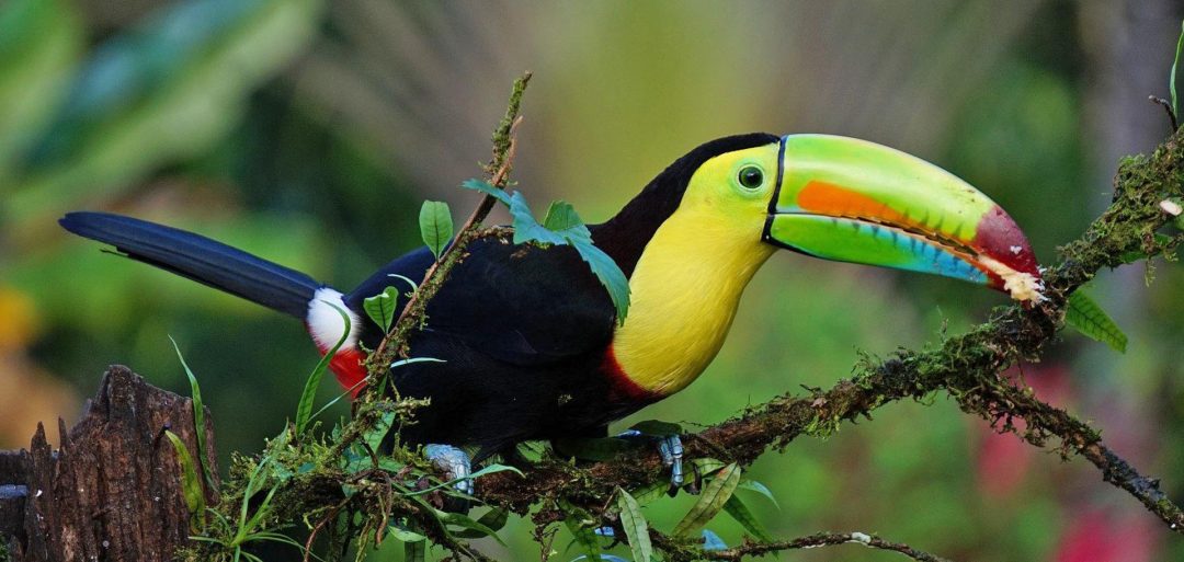 Costa Rica toucan 1 fin_Web | Good Nature Travel Blog