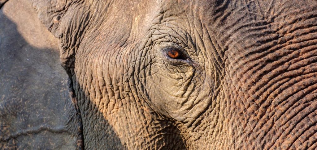 Asian Elephant Eye_alh1_flickr fin_Web | Good Nature Travel Blog