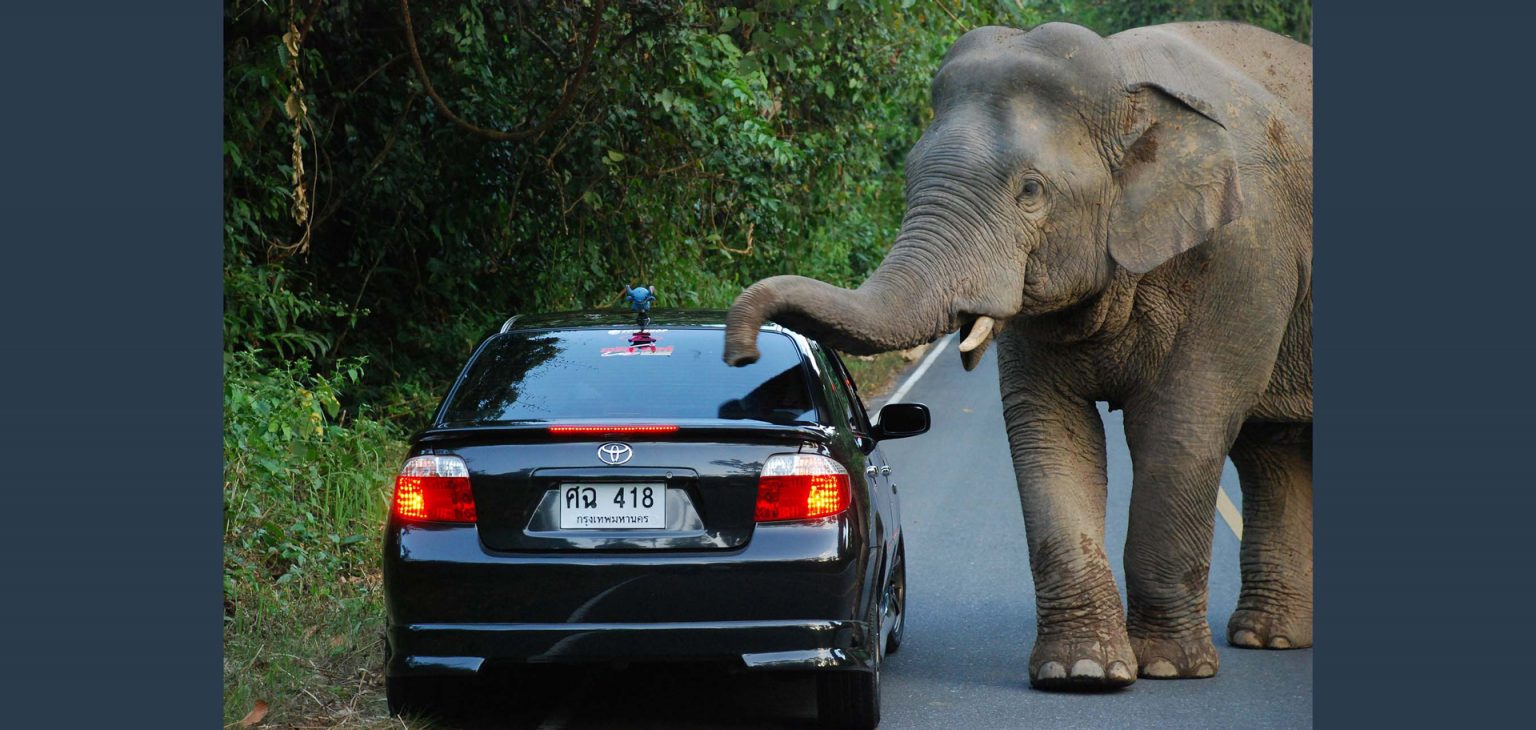 Asian Elephant and Car fin_Web | Good Nature Travel Blog