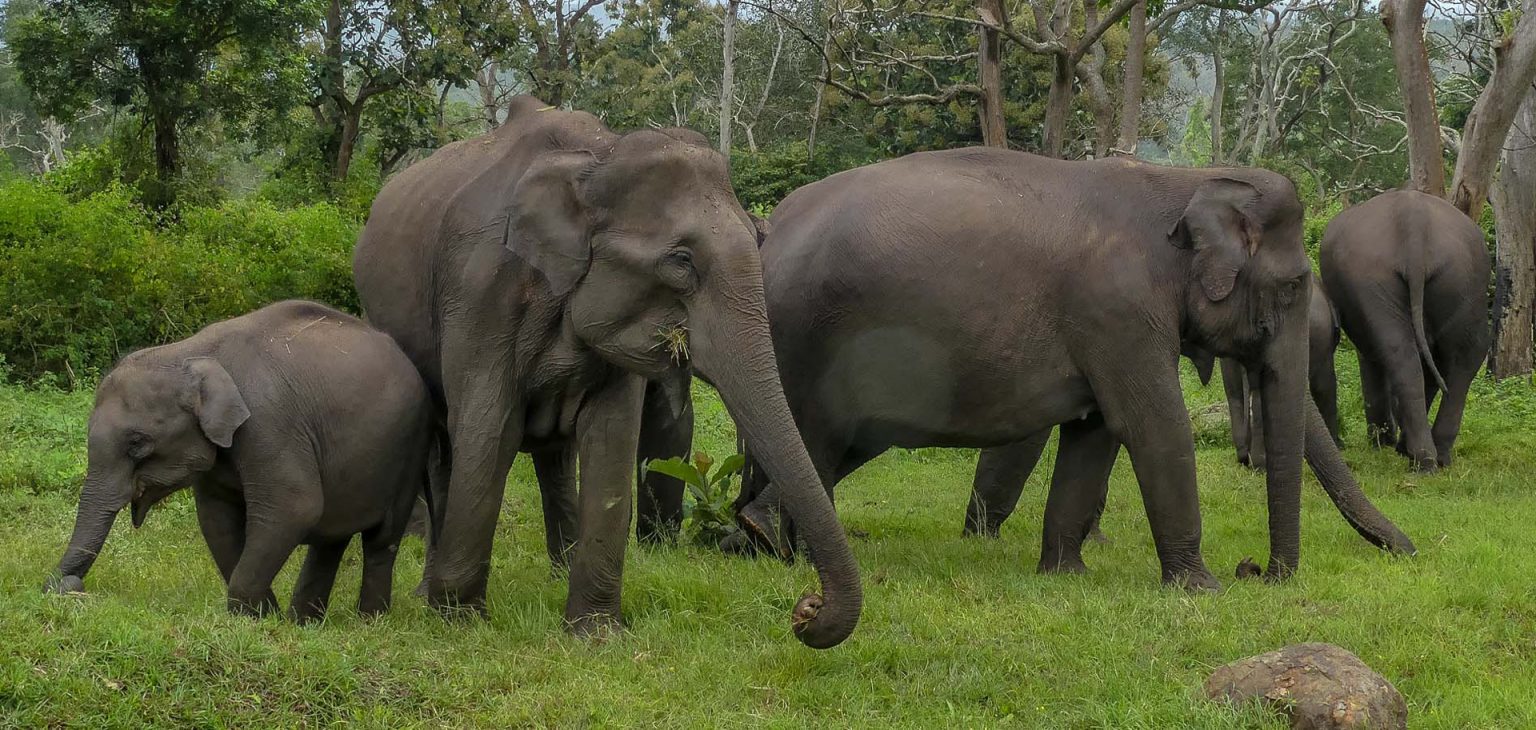 Asian Elephants Bandipur NP India_Mike-Prince_flickr fin_Web | Good ...