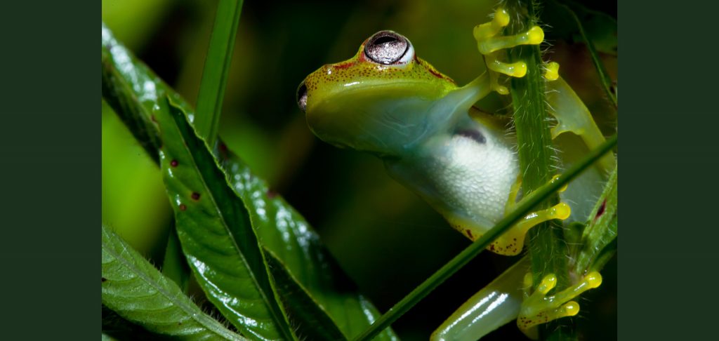 Amazon frog_JJ Huckin fin_Web | Good Nature Travel Blog
