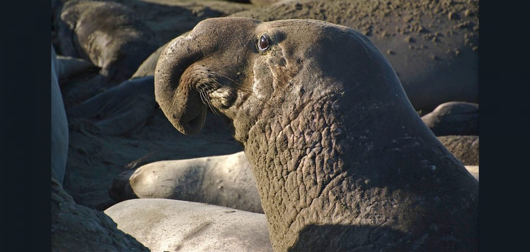 Elephant-Seal_Male_Jerry-Kirkhart_flickr-fin_Web | Good Nature Travel Blog