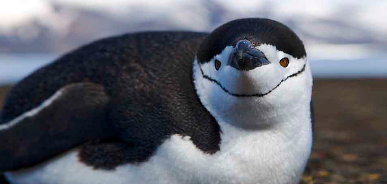 chinstrap penguin 6_Christopher Michel_flickr fin_Web | Good Nature ...