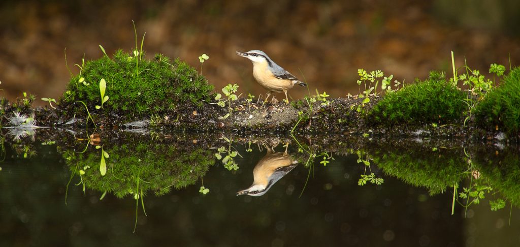 Bird-Reflection-CROP_Web | Good Nature Travel Blog