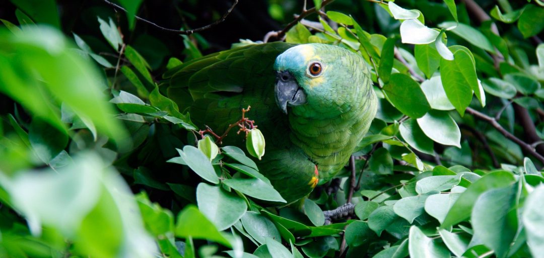 Brazil_parrot-CROP_Web | Good Nature Travel Blog