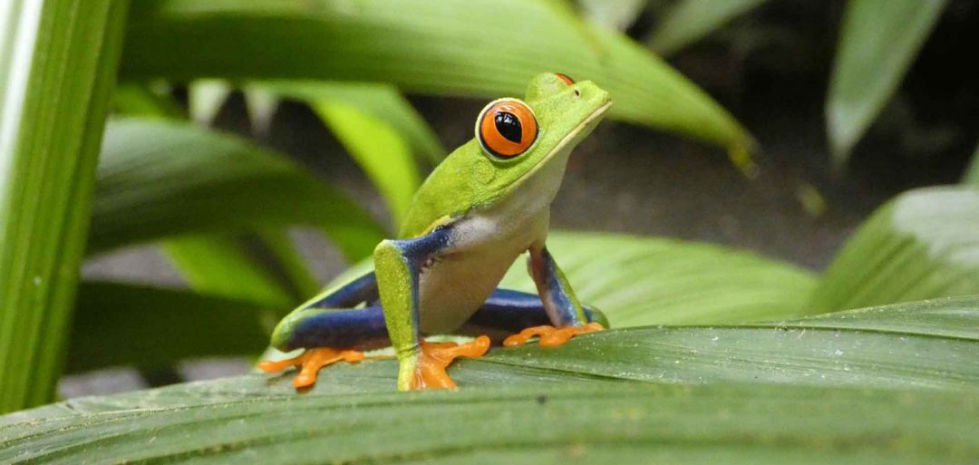 Costa Rica frog fin CROP_Web | Good Nature Travel Blog