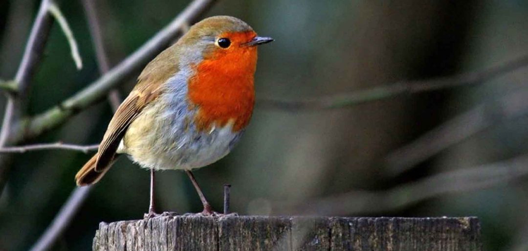 Red Patch Bird 1 fin CROP_Web | Good Nature Travel Blog