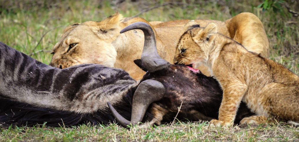 lions-eat-gnu_Masai-Mara-fin_Web | Good Nature Travel Blog