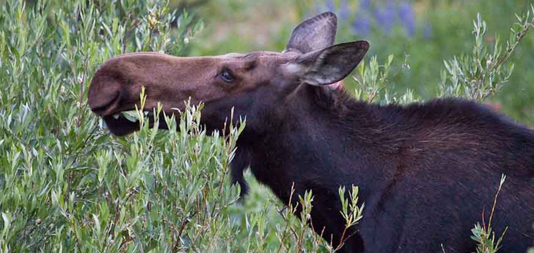Utah Cow Moose_Shaan Hurley_flickr fin CROP_Web | Good Nature Travel Blog
