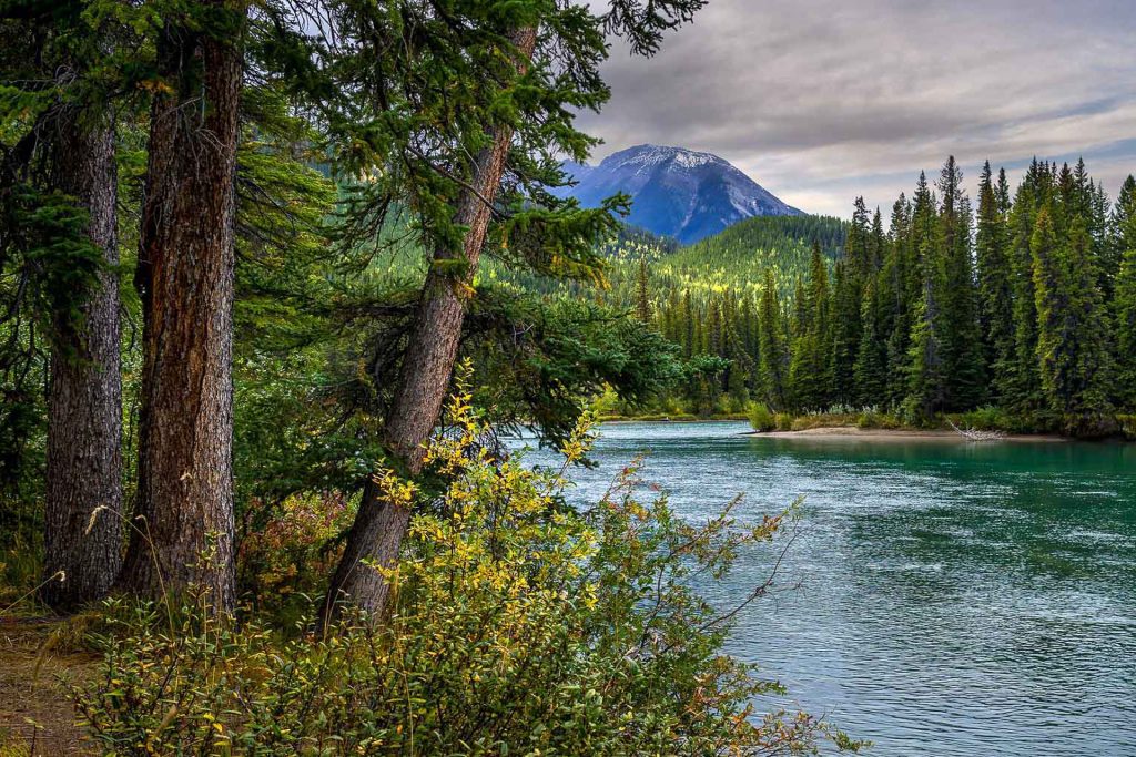 Canada Banff NP Trees fin_Web | Good Nature Travel Blog