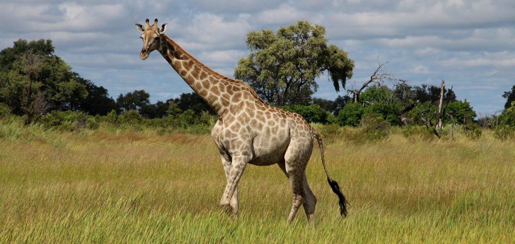 Giraffe_Grassland-fin_Web | Good Nature Travel Blog