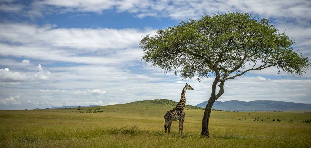 Giraffe_Lone-Tree-fini_Web | Good Nature Travel Blog