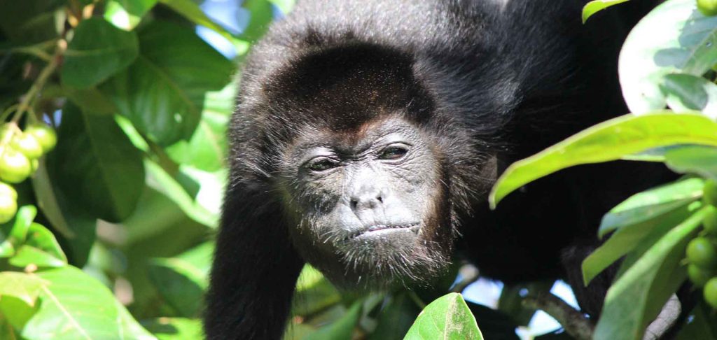 Howler Monkey_Costa Rica 1 fin_Web | Good Nature Travel Blog