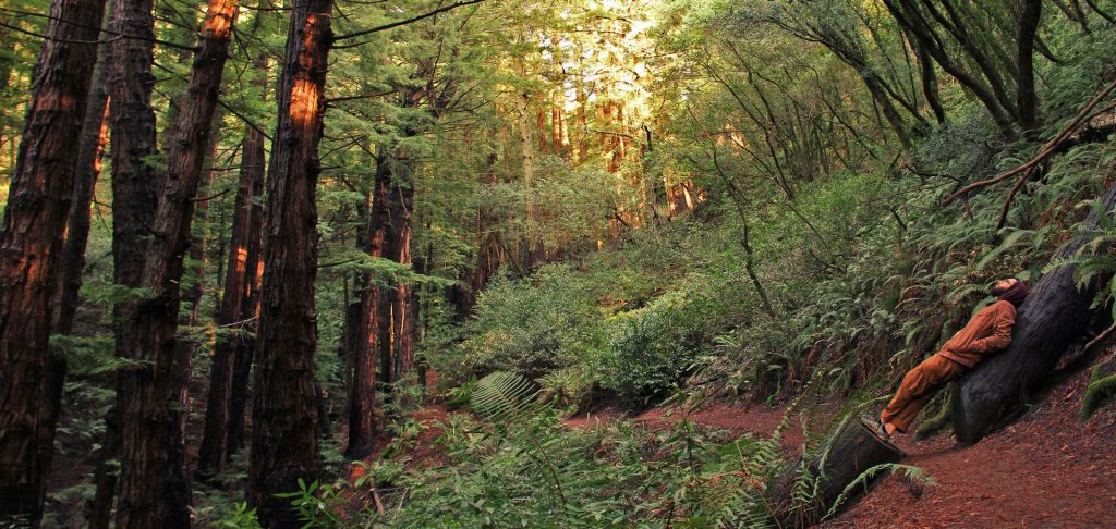 Awe_Muir-Woods_Diana-Paez_flickr-fin_Web | Good Nature Travel Blog