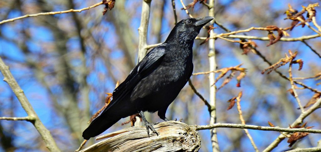 Crow-6-fin_Web | Good Nature Travel Blog