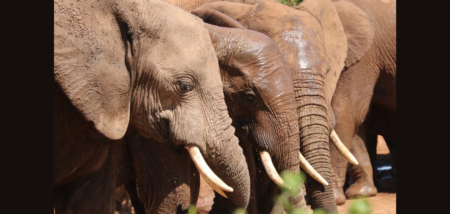 Elephants 14 fin_Web | Good Nature Travel Blog