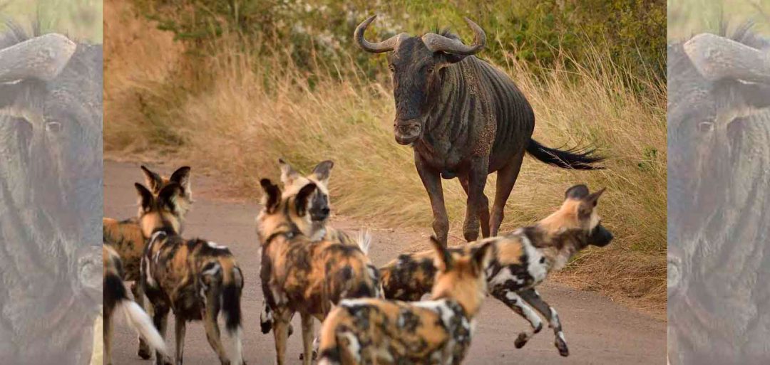 Wildebeest-Approach_South-Africa_Sumarie-Slabber_flickr-Fin-fin_Web ...