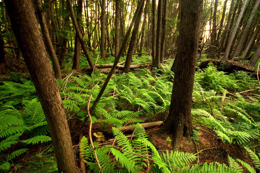 Wisconsin Ferns_Cedar Swamp Forest_Joshua Mayer_flickr Fin_Web | Good ...