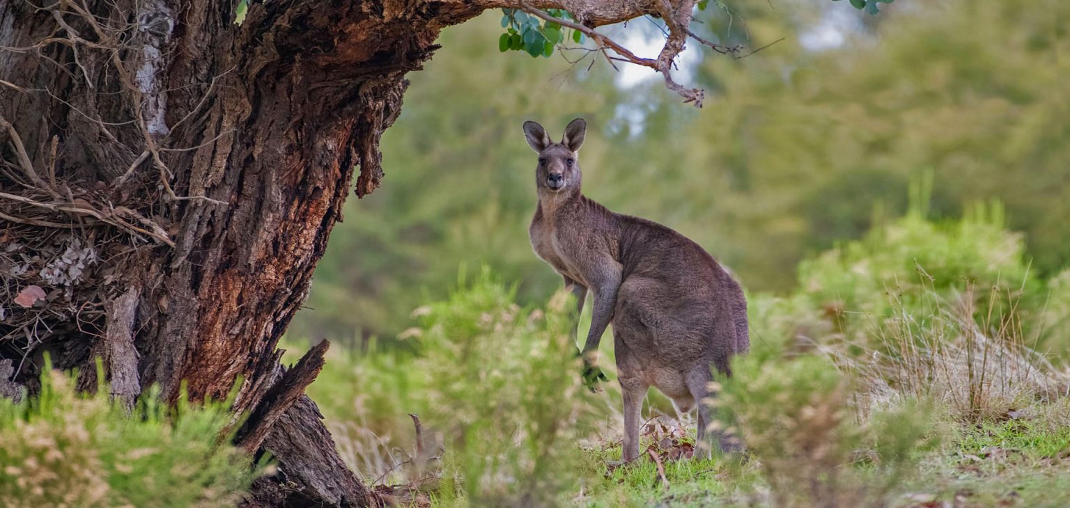 Kangaroo 4 fin fin_Web | Good Nature Travel Blog