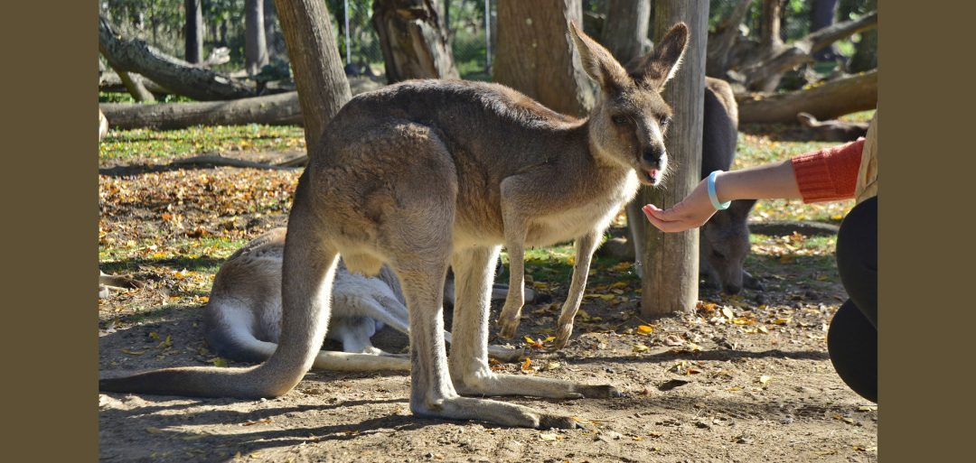 Kangaroo_Feeding-fin_Web | Good Nature Travel Blog
