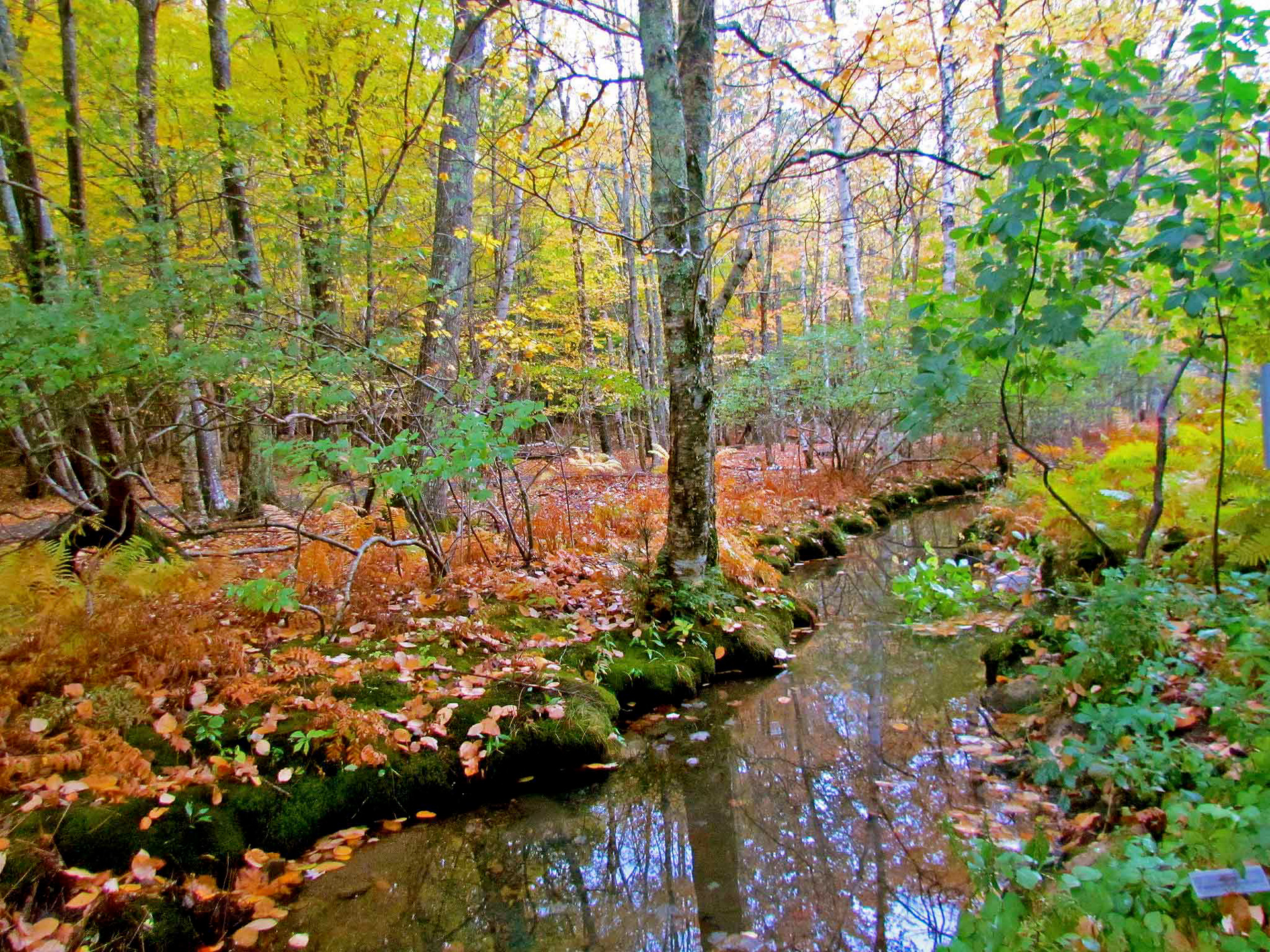 Video: Fall Colors in Acadia National Park