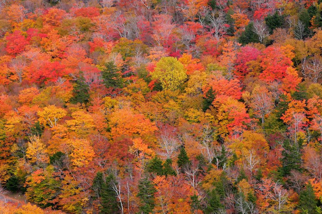 Acadia Fall_Mount Desert Island_Lee Coursey 1_flickr-Fin_Web | Good ...