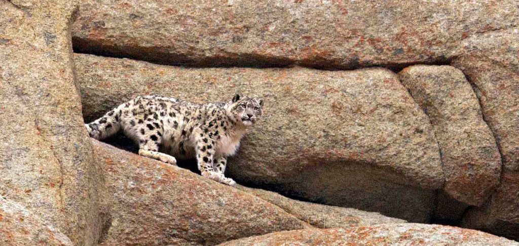 Snow Leopard_Rock View_Surya Ramachandran Fin CROP_Web | Good Nature ...