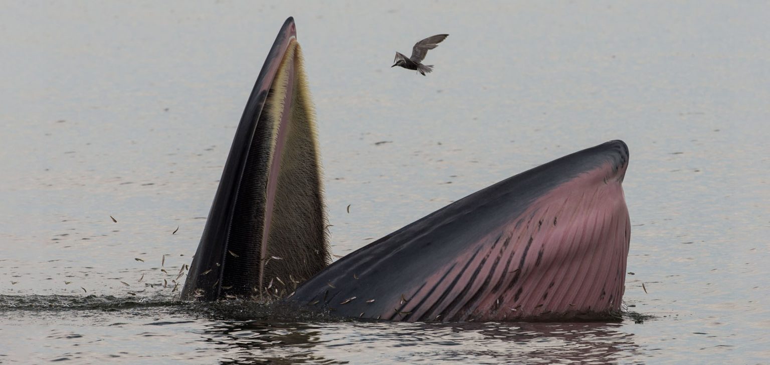 Brydes Whale and Bird_Jason Thompson_flickr fin CROP_Web | Good Nature ...