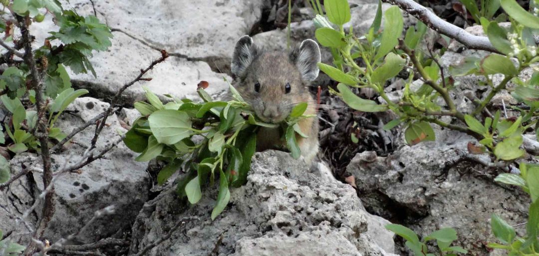 Pika 1_Yellowstone National Park_flickr fin_Web | Good Nature Travel Blog
