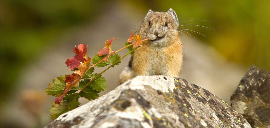 Pika_NPS-Climate-Change-Response-fin_Web | Good Nature Travel Blog