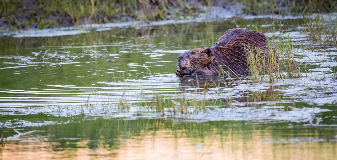Beaver-6_Yellowstone-NP_Lamar-River_PublicDomain-CROP_Web | Good Nature ...