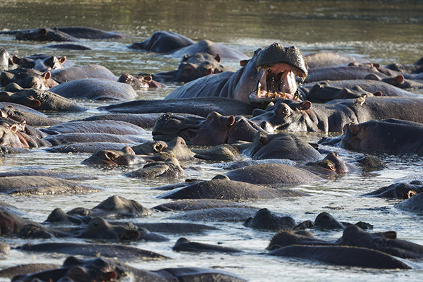 70 Hippos Living Near Pablo Escobar's Former Ranch in Colombia to be ...
