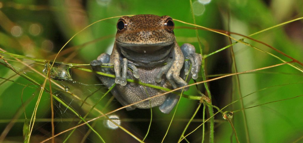 Manu NP_Pepper Tree Frog_vil.sandi_flickr fin fin_Web | Good Nature ...