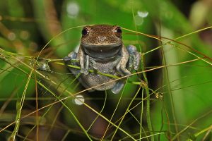 Manu NP_Pepper Tree Frog_vil.sandi_flickr fin_Web | Good Nature Travel Blog