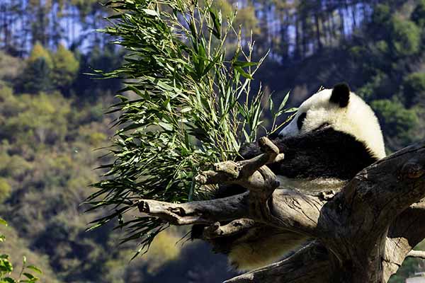 Like Us, Pandas Need a Sense of Wanderlust