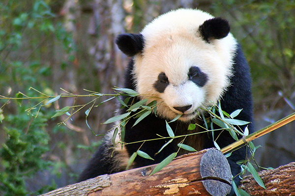 Like Us, Pandas Need a Sense of Wanderlust