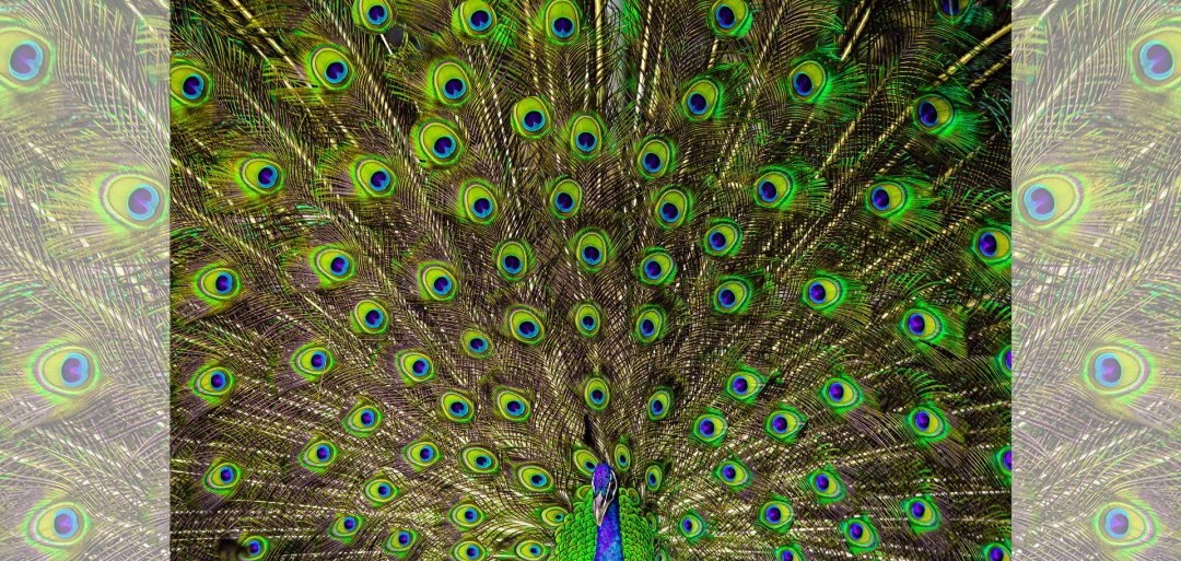 Peacock 5 fin_Web | Good Nature Travel Blog